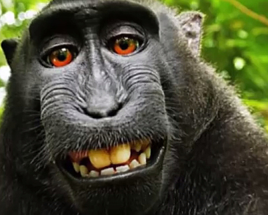 La selfie de un mono que enfrenta a Wikipedia con un fotógrafo ...